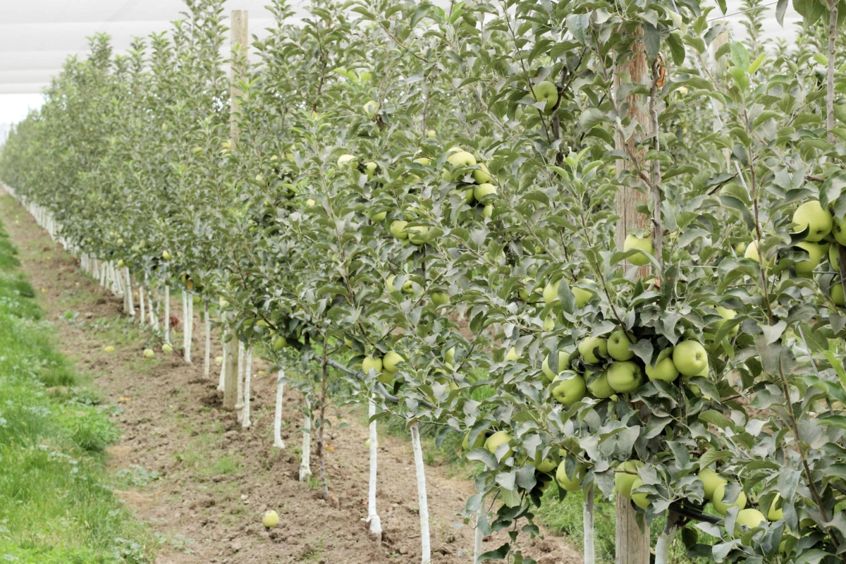 Exploring Arctic Apples, The World's First GM Apple | Street Smart ...