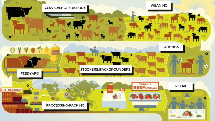 Beef Sustainability Facts: How Do You Make Beef More Sustainable?