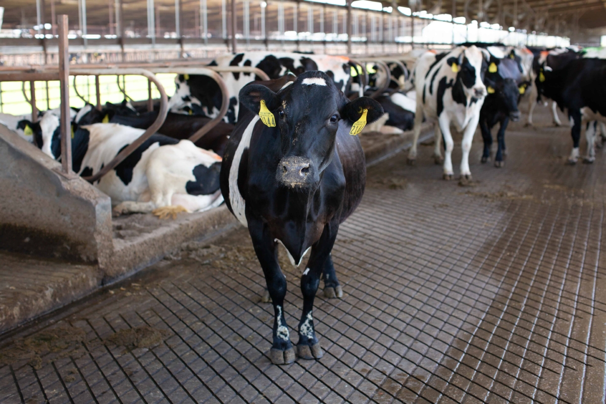 Where Does Milk Come From? Learn How Milk Is Made