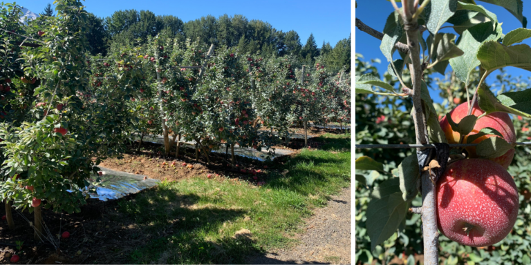 Is Fresh Fruit Safe to Eat? Organic and Conventional Fruit Facts