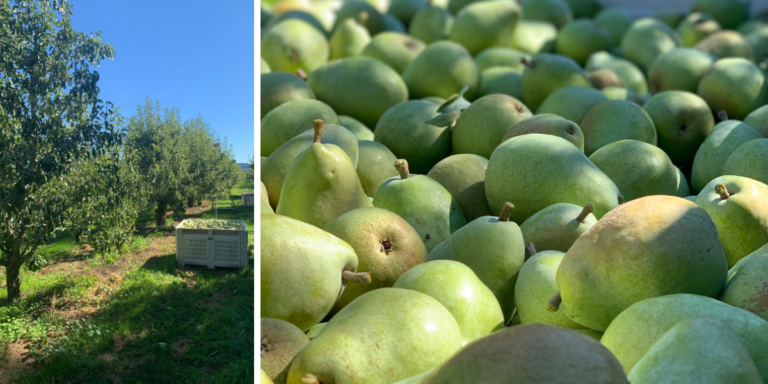 Is Fresh Fruit Safe to Eat? Organic and Conventional Fruit Facts