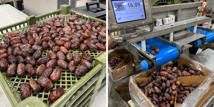 Where Do Medjool Dates Come From? Date Harvest Tour