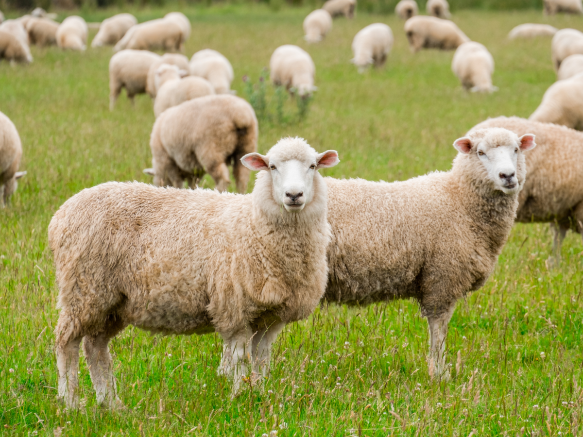 Lamb vs. Beef: A Dietitian Compares Nutrition, Taste & Cost - Street ...